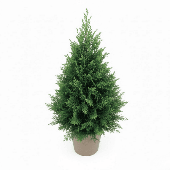 Live Cypress Tree, 9–11 Inches in 4-Inch Pot, Bright Foliage and Light ...