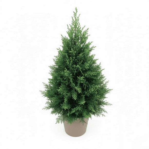 Small Live Christmas Tree