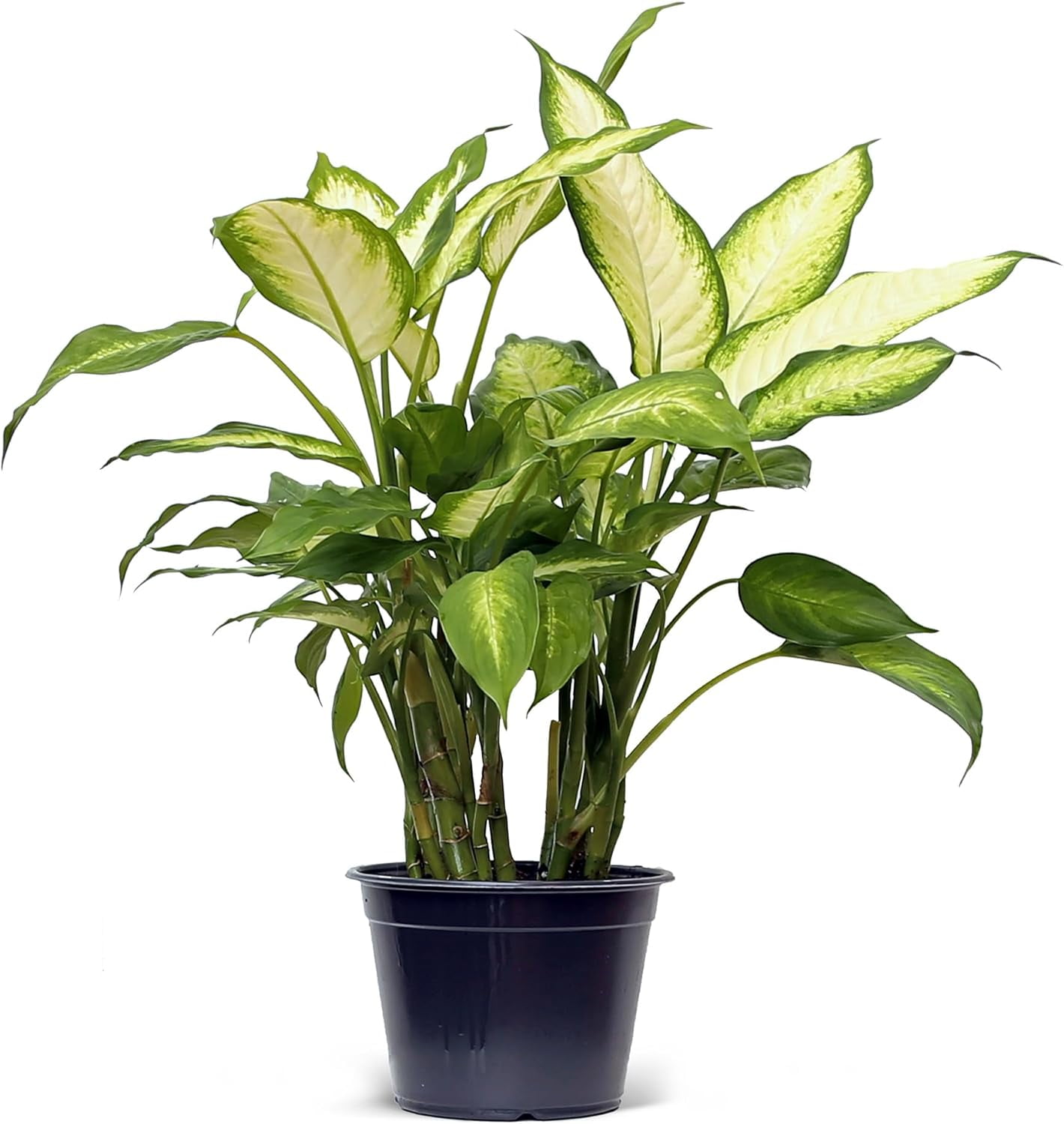 Live Dieffenbachia, Dumb Cane, Potted Variegated Houseplant, Office ...