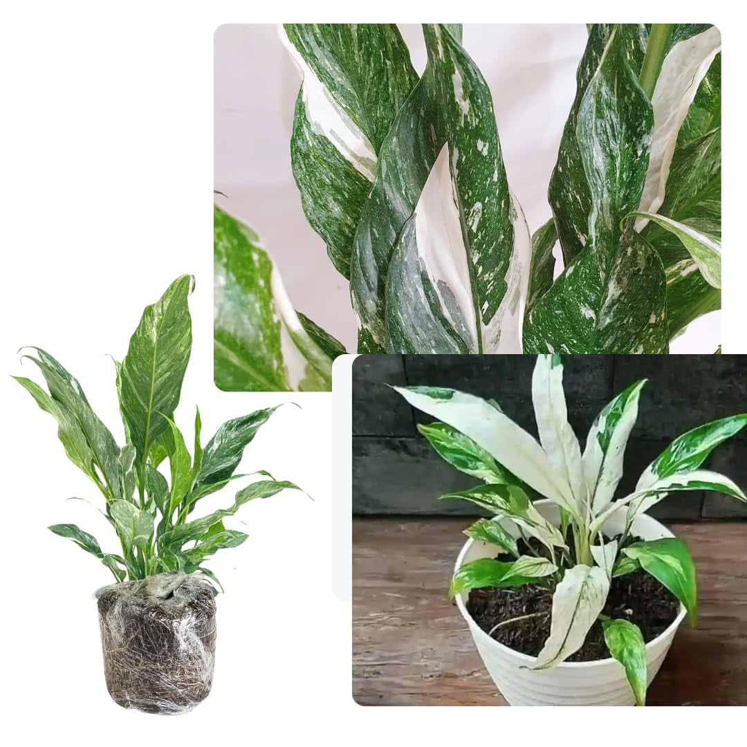 Peace Lily Plant Indoor Live, Well Rooted Peace Lily House Plant, White ...