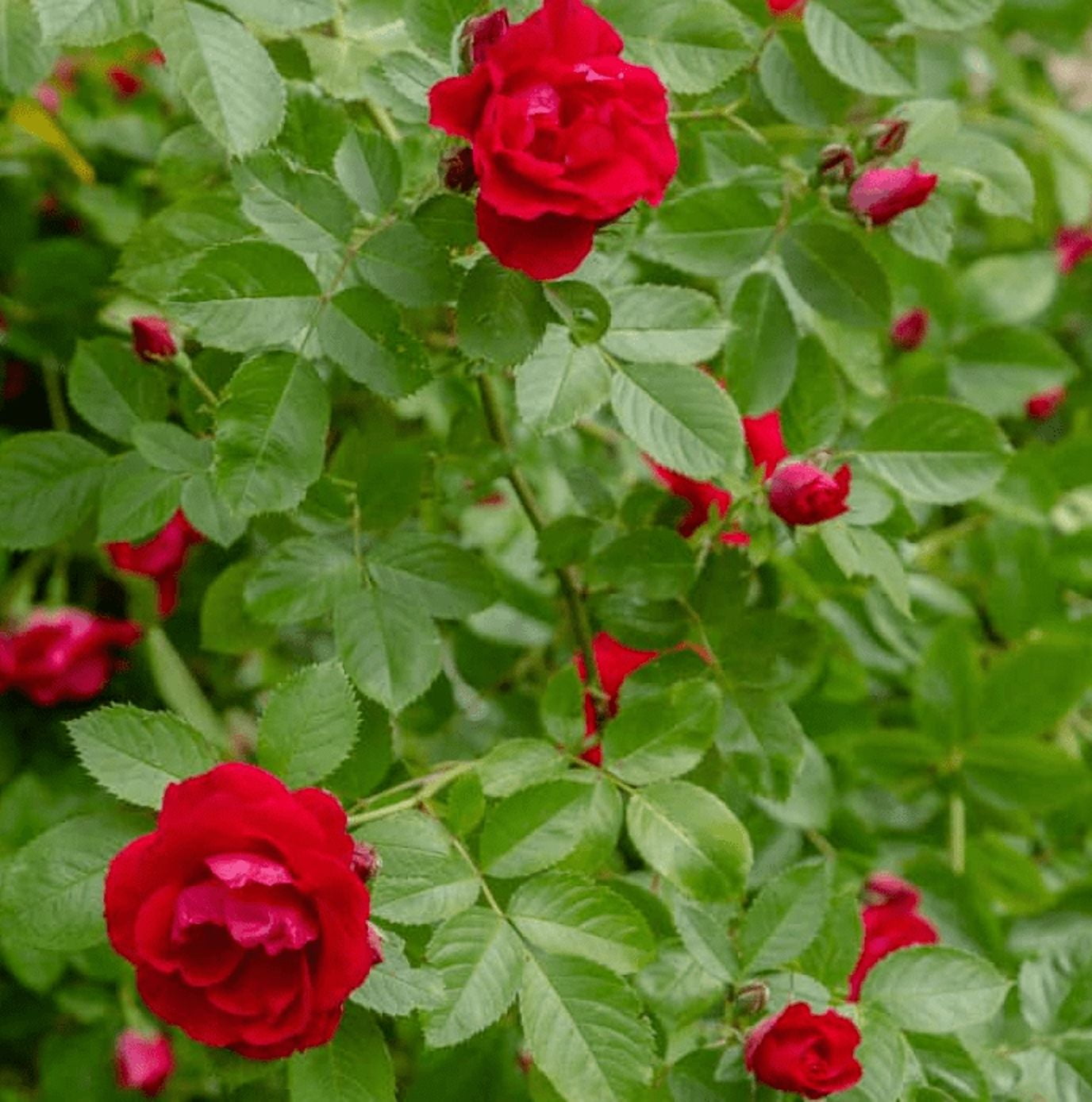 Live Don Juan Climbing Rose Plant Red Roses Bush Rose Flower Bush 6-10 ...