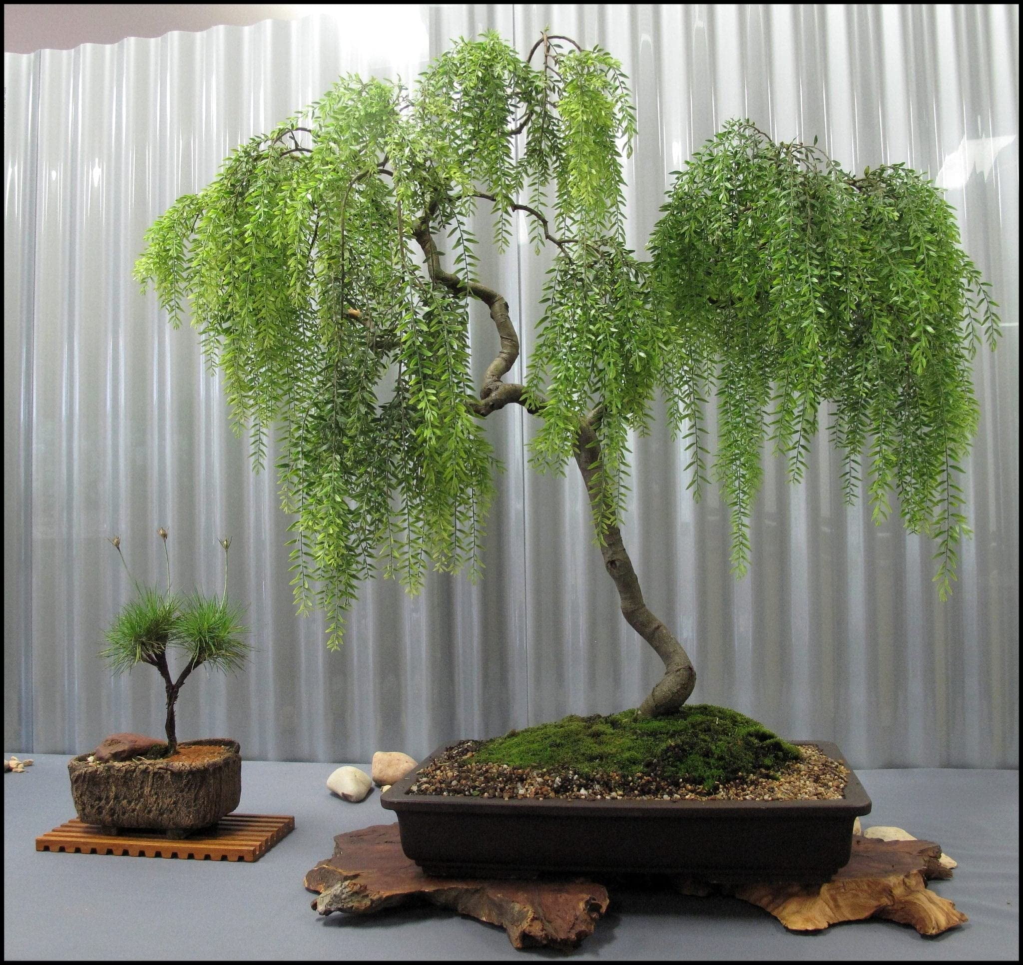 Weeping Cherry Bonsai Tree