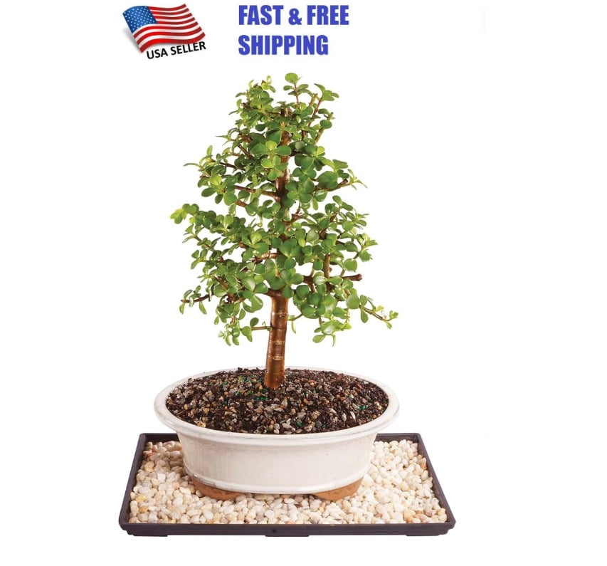 Live Dwarf Jade Bonsai Tree, 6 Years Old, Indoor, Large, Tropical ...