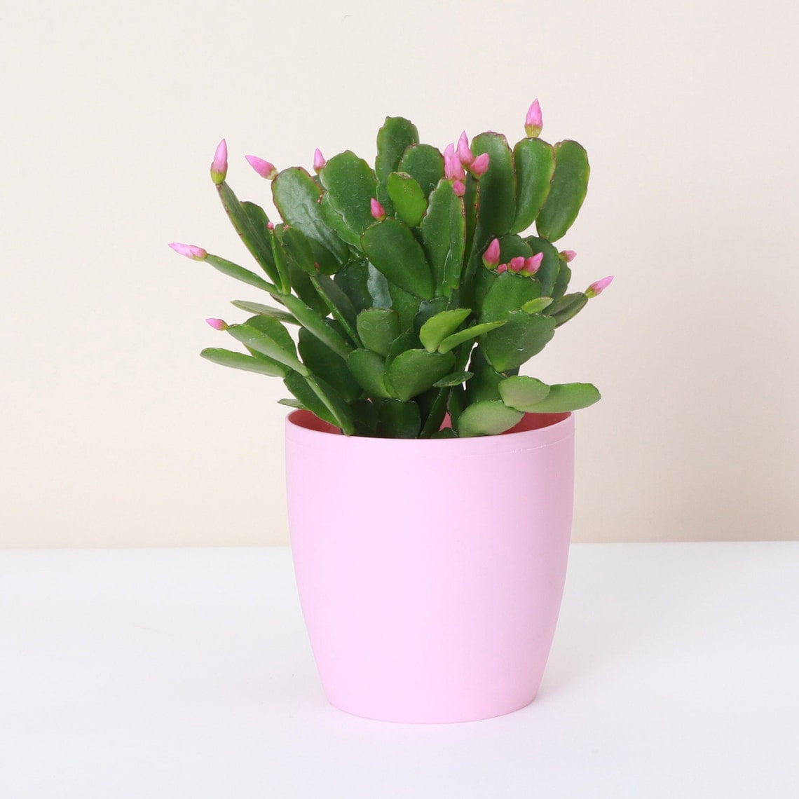 Live Flowering Easter Spring Cactus Houseplant - 4" Pink Decorative Pot ...