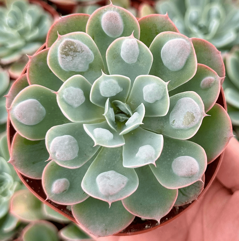 Live Echeveria Raindrops Plant - Rare Succulent Plant - Variegated ...