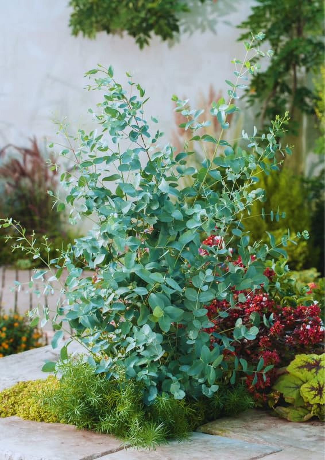 Live Eucalyptus Plant, Silver Dollar Eucalyptus Live Plant, Eucalyptus ...