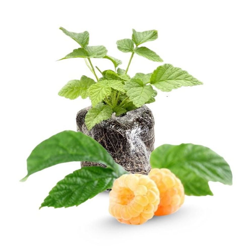 Live Fall Gold Raspberry Plant 4–8 Inch Shrub Fruit-Bearing Starter ...