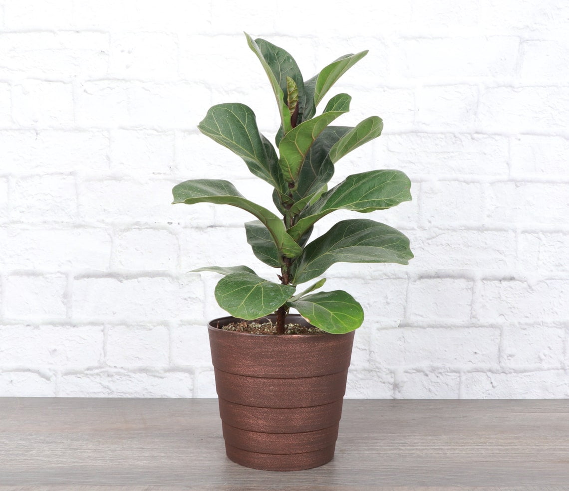 Live Fiddle Leaf Fig Plant - 6" Decorative Contemporary Pot - Copper ...