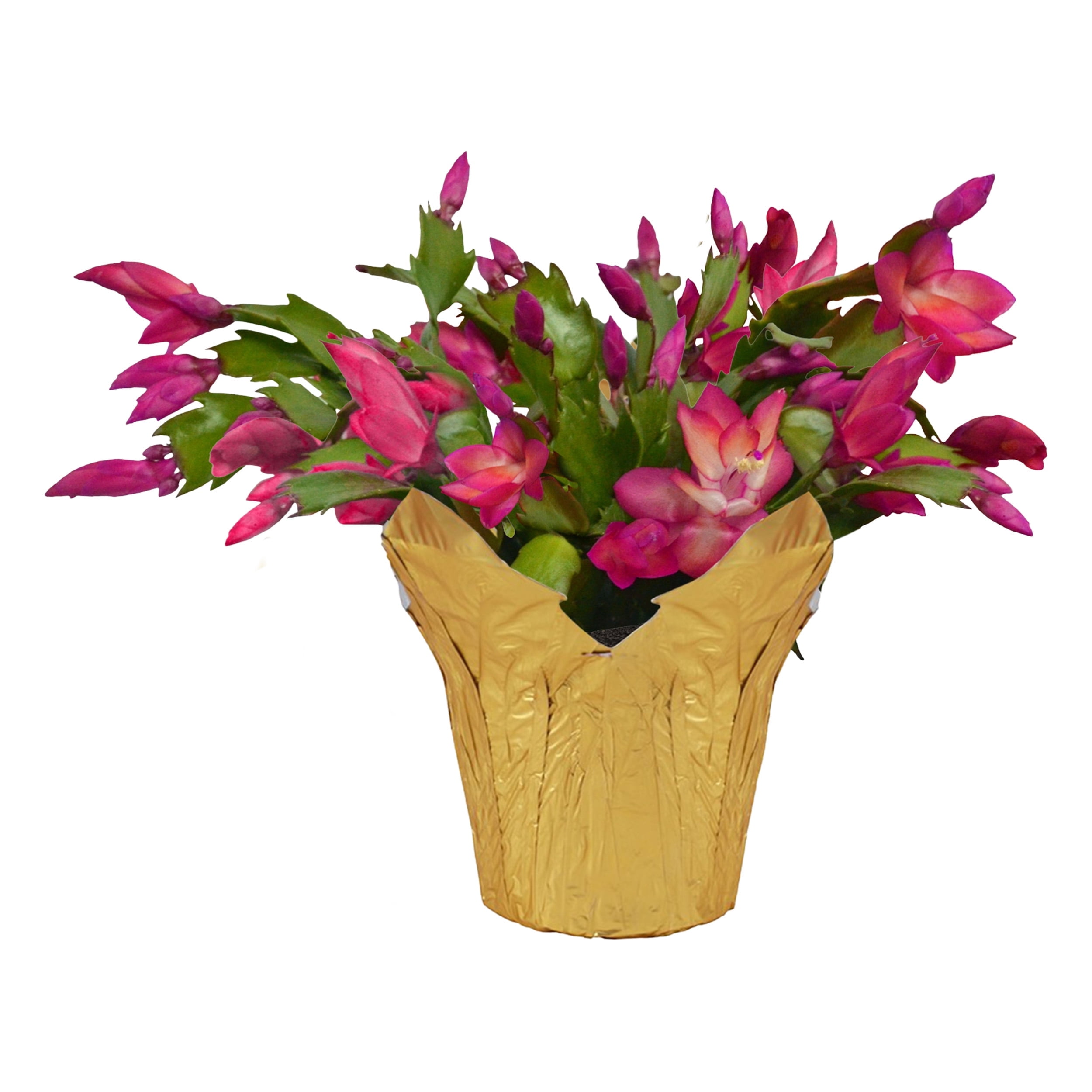 Live Flowering Zygocactus - Red - Beautiful Thanksgiving/Christmas ...