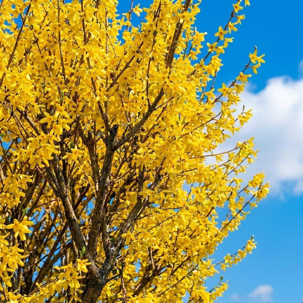 Live Forsythia Lynwood Gold Plants (3-Pack) – Fast Growing Yellow ...