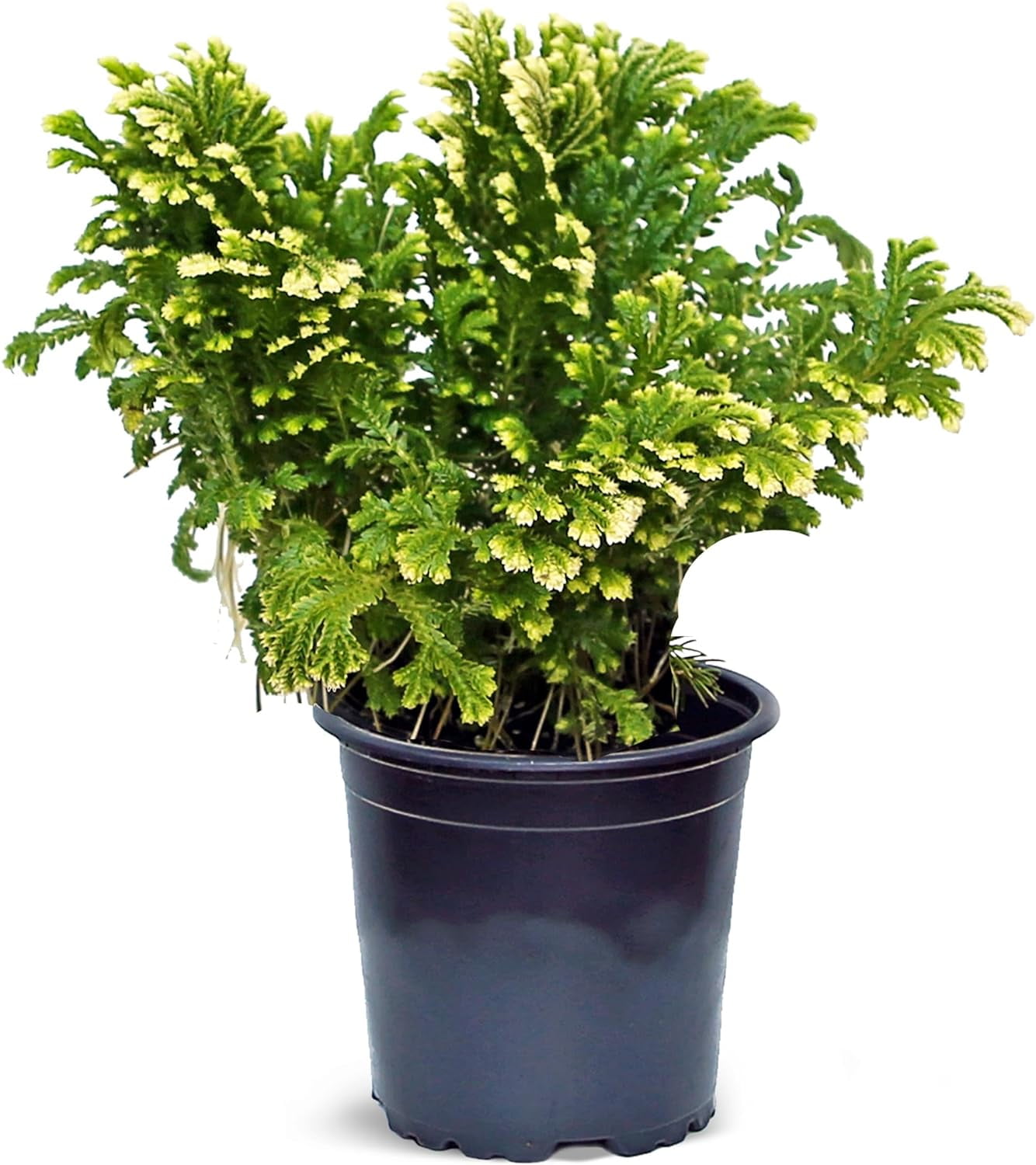 BLOSSOM BOOM GARDEN CENTER 10" Frosty Fern Live Plants in 4" Pot ...
