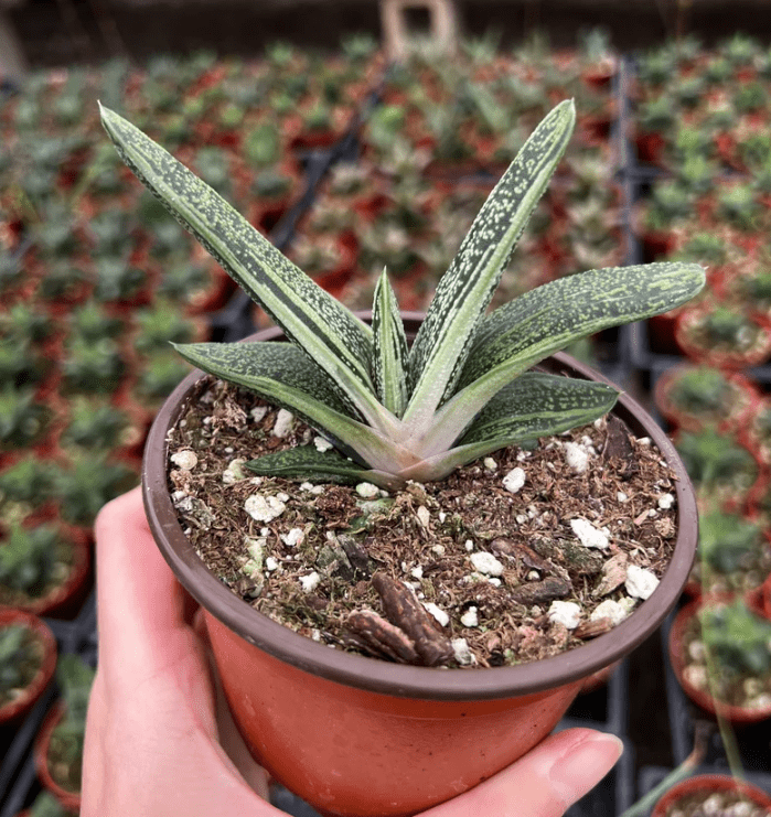 Live Gasteria Little Warty Plant - Ox Tongue Little Warty Plant ...