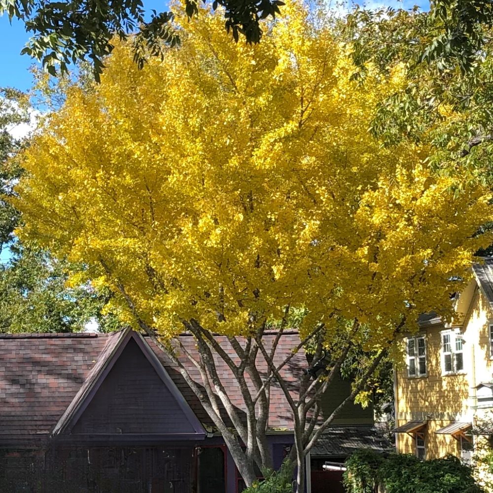 Live Ginkgo Biloba Tree Plant, Well-Rooted, 8 to 10 Inches Tall with ...
