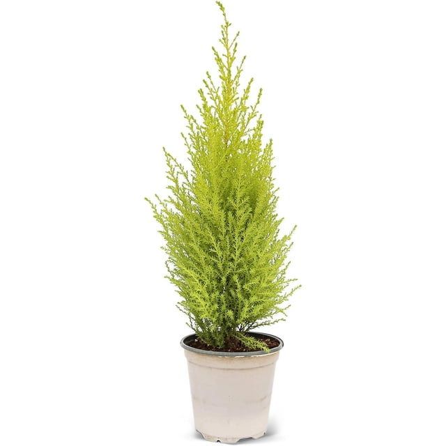 Live Goldcrest, Lemon Pine, Lemon Cypress, Christmas Gift, Office Gift ...