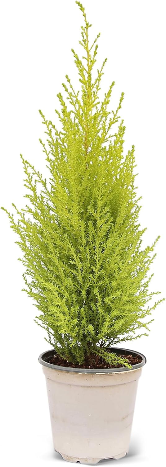 Live Goldcrest, Lemon Pine, Lemon Cypress, Christmas Gift, Office Gift ...