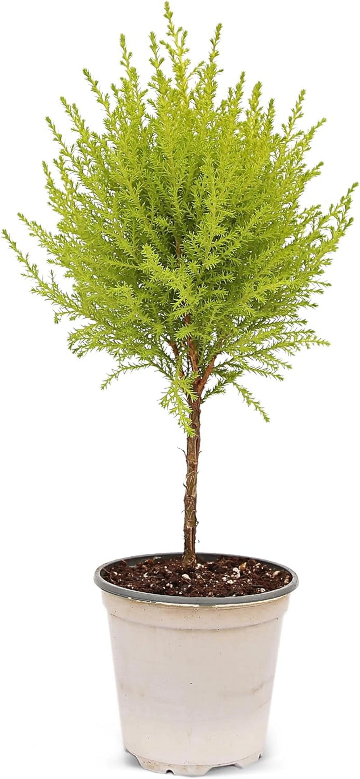 Live Goldcrest Tree, Lemon Pine, Lemon Cypress, Christmas Gift ...