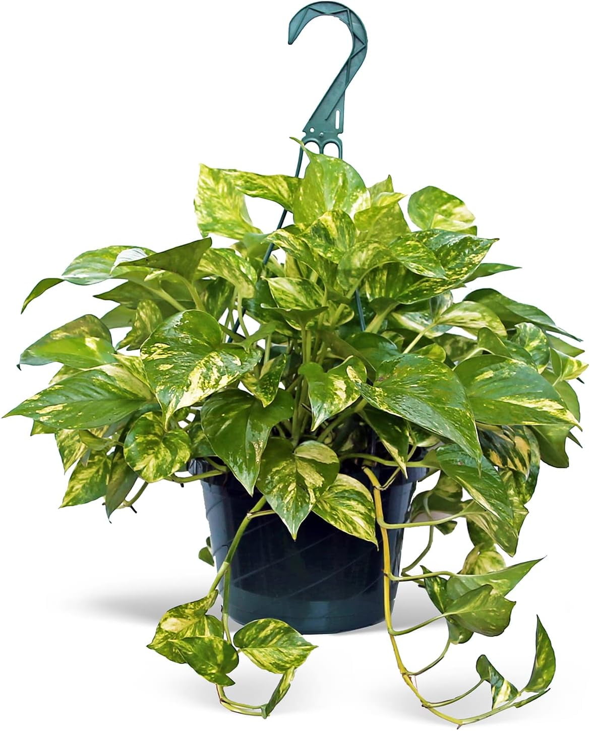 Live Golden Pothos, Devil’s Ivy Plant, Indoor Potted Plant, Mom ...