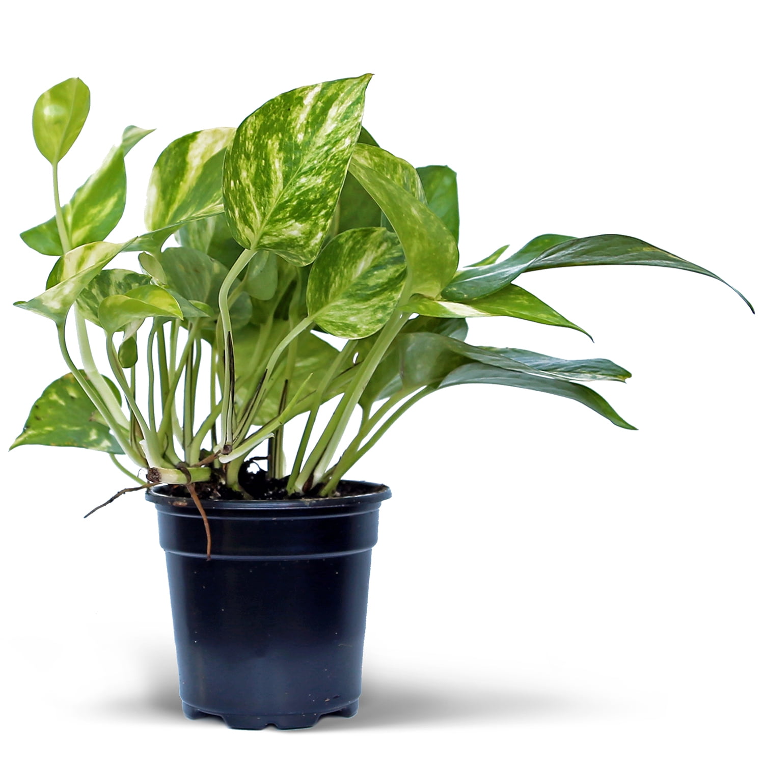 Live Golden Pothos, Devil's Ivy Vine, Air Purifying Houseplant in 4inch ...