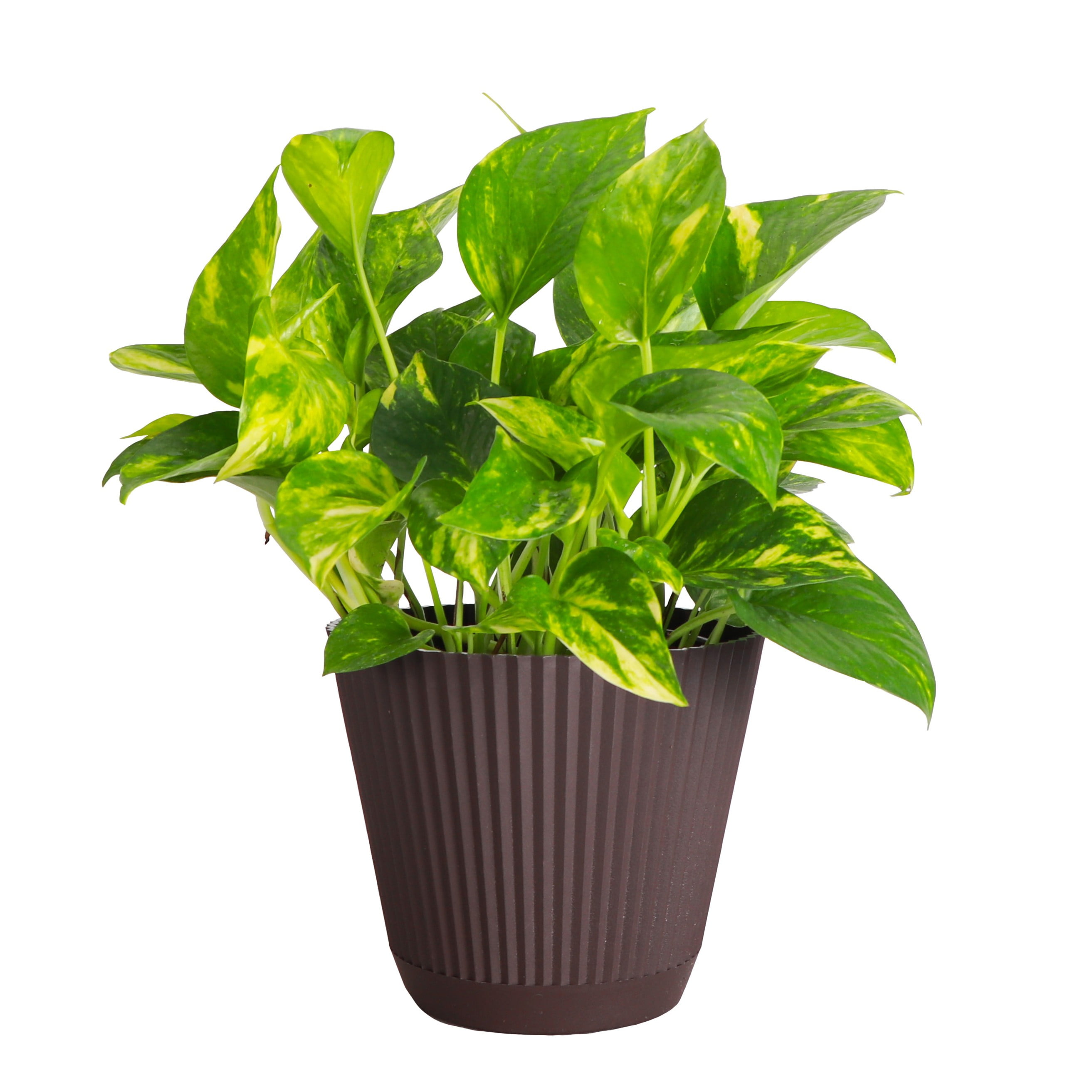 Live Golden Pothos Plant - Air Purifying - Vining Plant - 6" Decorative ...
