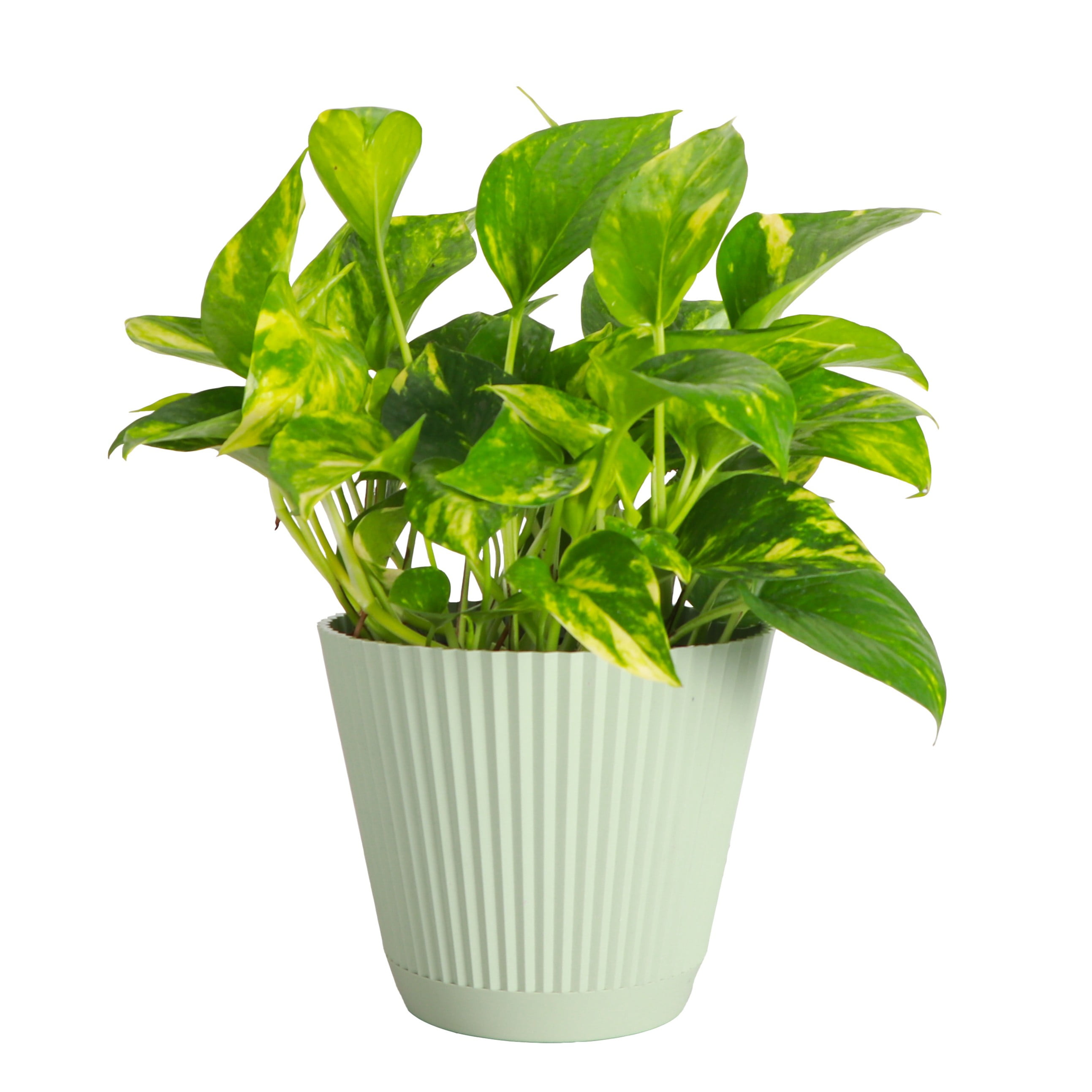 Live Golden Pothos Plant - Air Purifying - Vining Plant - 6" Decorative ...