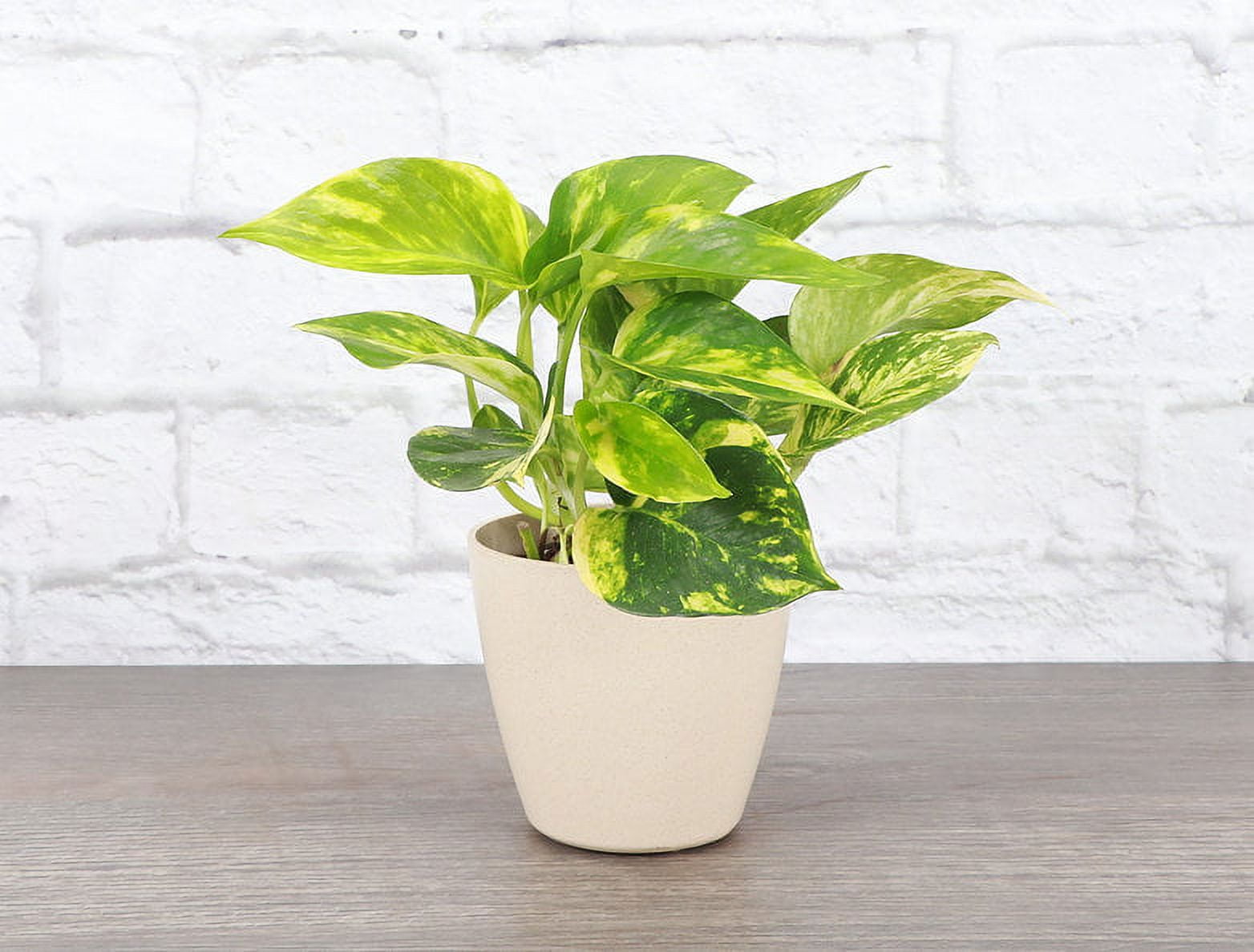 Live Golden Pothos Plant - Easy Indoor Plant - 4" Biodegradable Pot ...