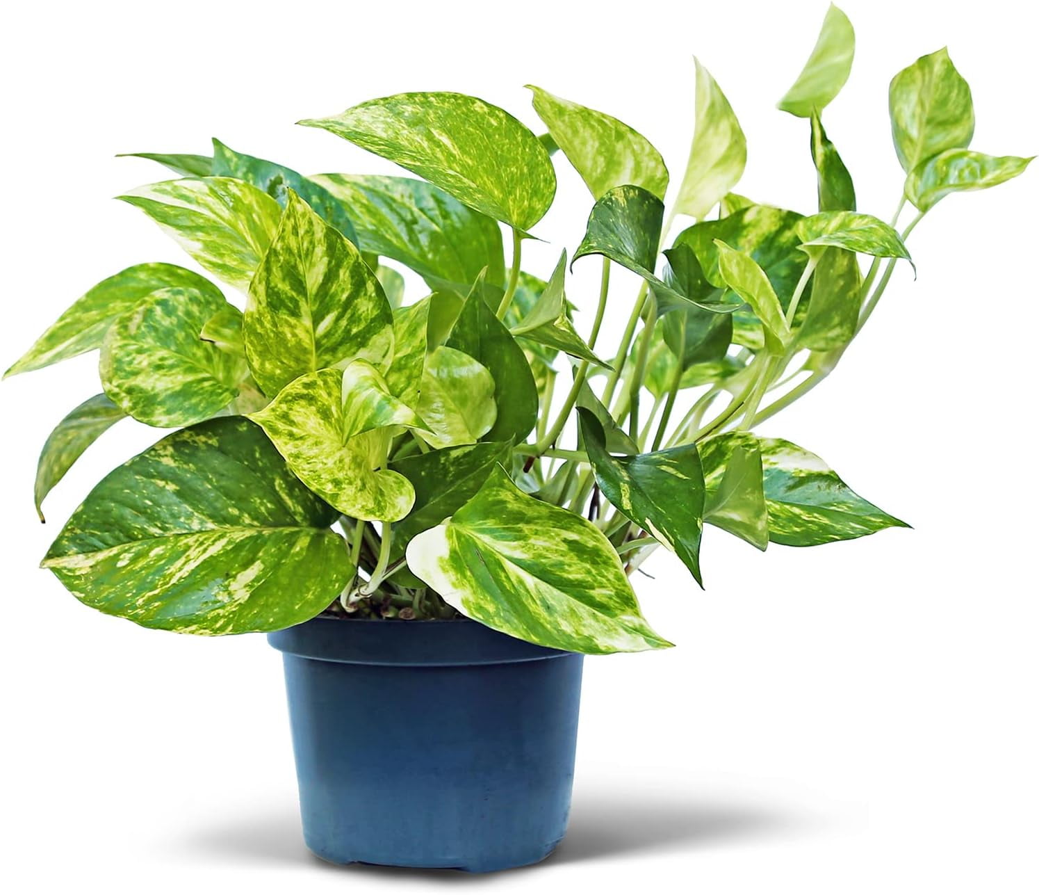 Live Golden Pothos, Variegated Pothos, Devil’s Ivy Live Houseplant ...