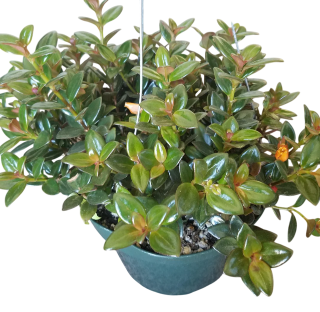 Live Goldfish Plant Orange Goldfish Flowers Plant Nematanthus Flowers ...
