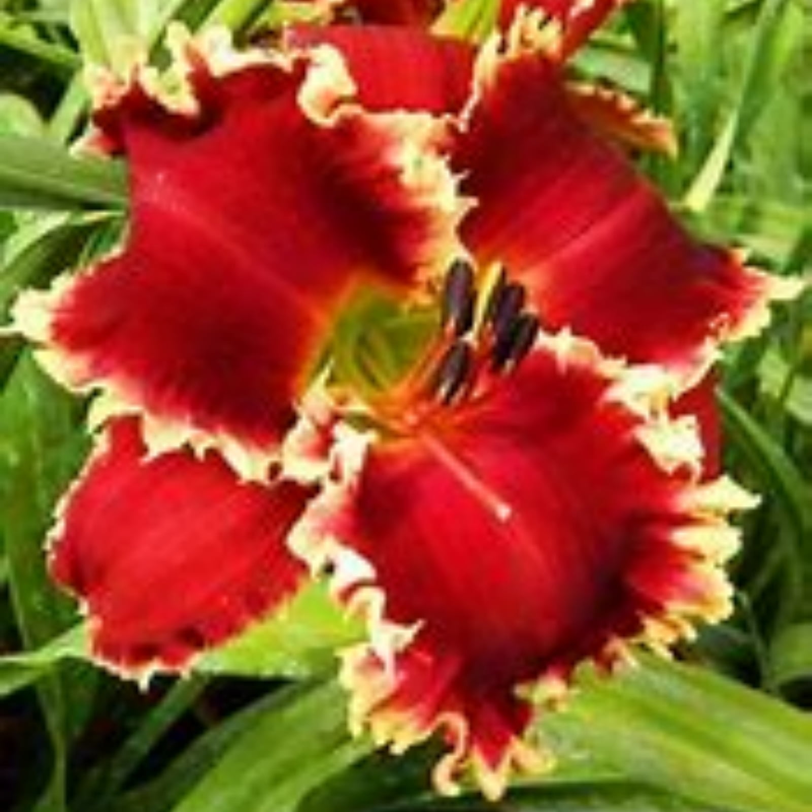 Live Green Plants,Daylily for planting perennial,Daylily for planting ...
