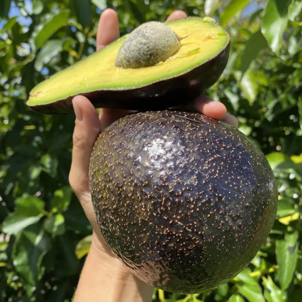Live Hass Avocado Plant, 6-10” Tall, Fast Growing Avocado Tree Live for ...