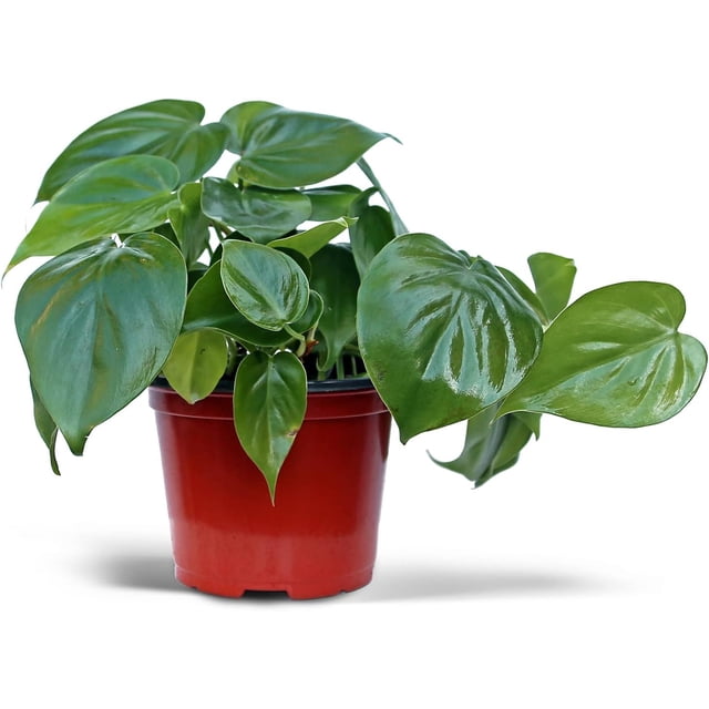 Live Heartleaf Philodendron, Philodendron Hederaceum, Trailing ...