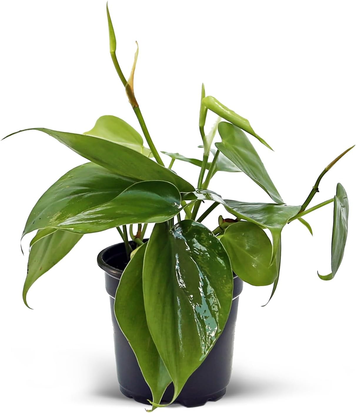 Live Heartleaf Philodendron, Trailing Indoor Plant, Easy to Grow ...