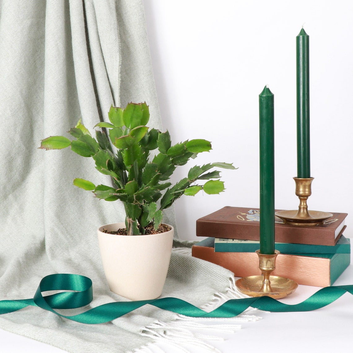 Live Holiday Cactus Plant - Christmas Cactus - 4" Decorative ...