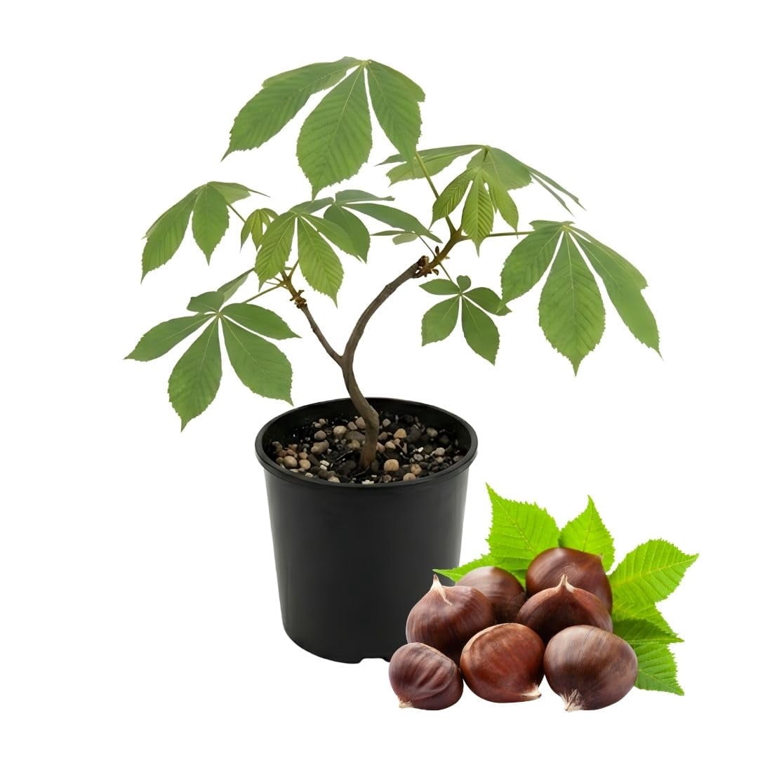 Live Horse Chestnut Tree Plant 3-5 Inch Tall, Chestnut Plant 4" Pot ...