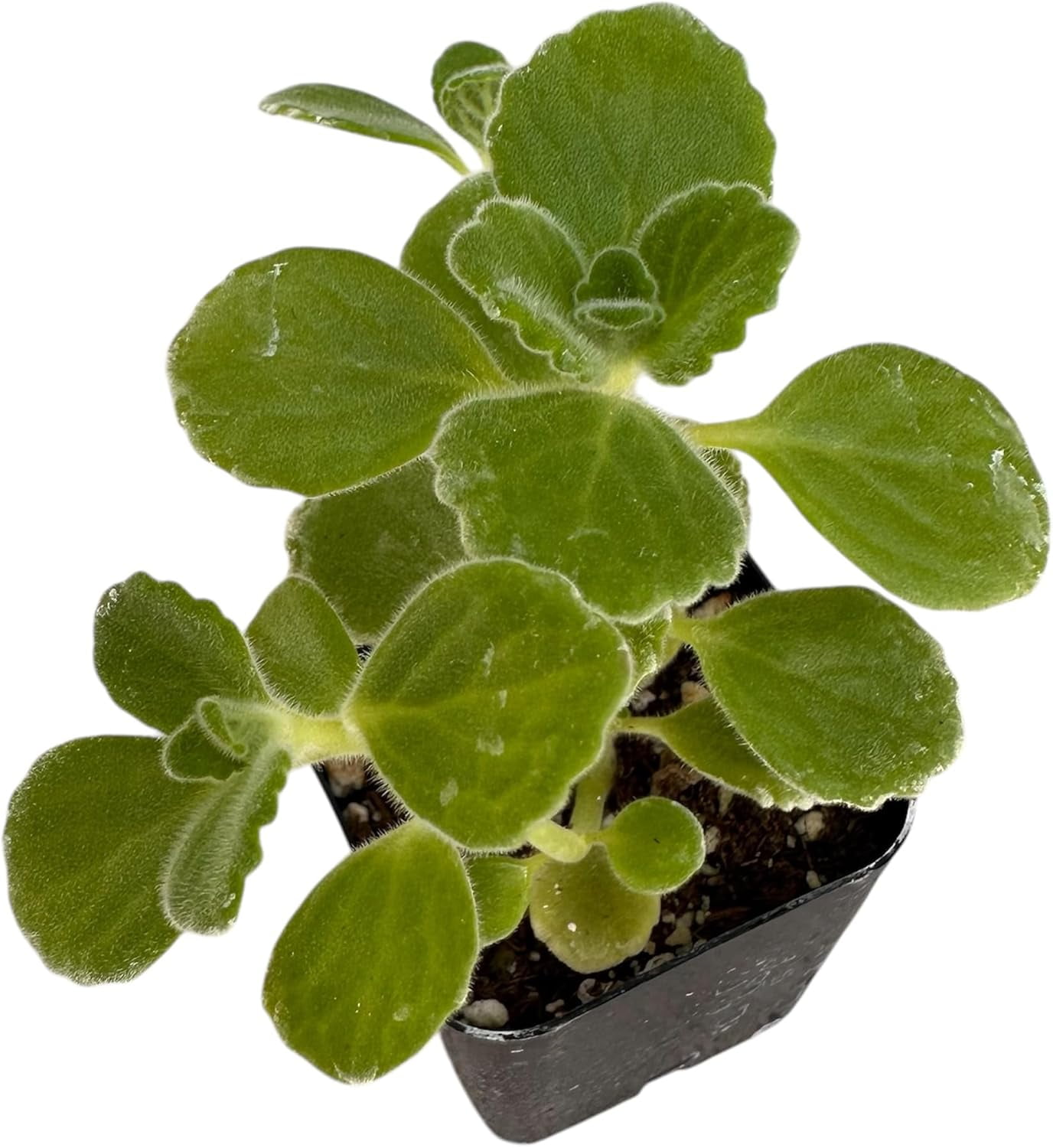 FOLIAGEMS Live House Plants, Indoor Succulents, Vicks Plant ...