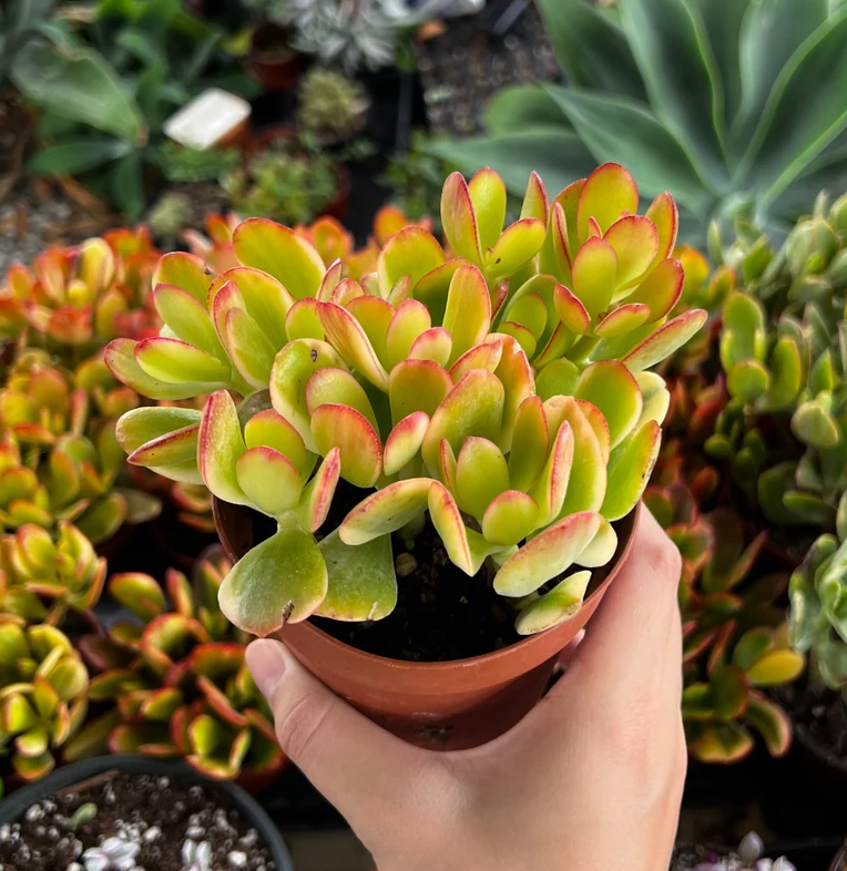 Live Hummel's Sunset Plant - Crassula Ovata Plant - Golden Jade Plant ...