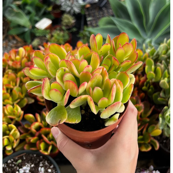 Live Hummel's Sunset Plant - Crassula Ovata Plant - Golden Jade Plant ...