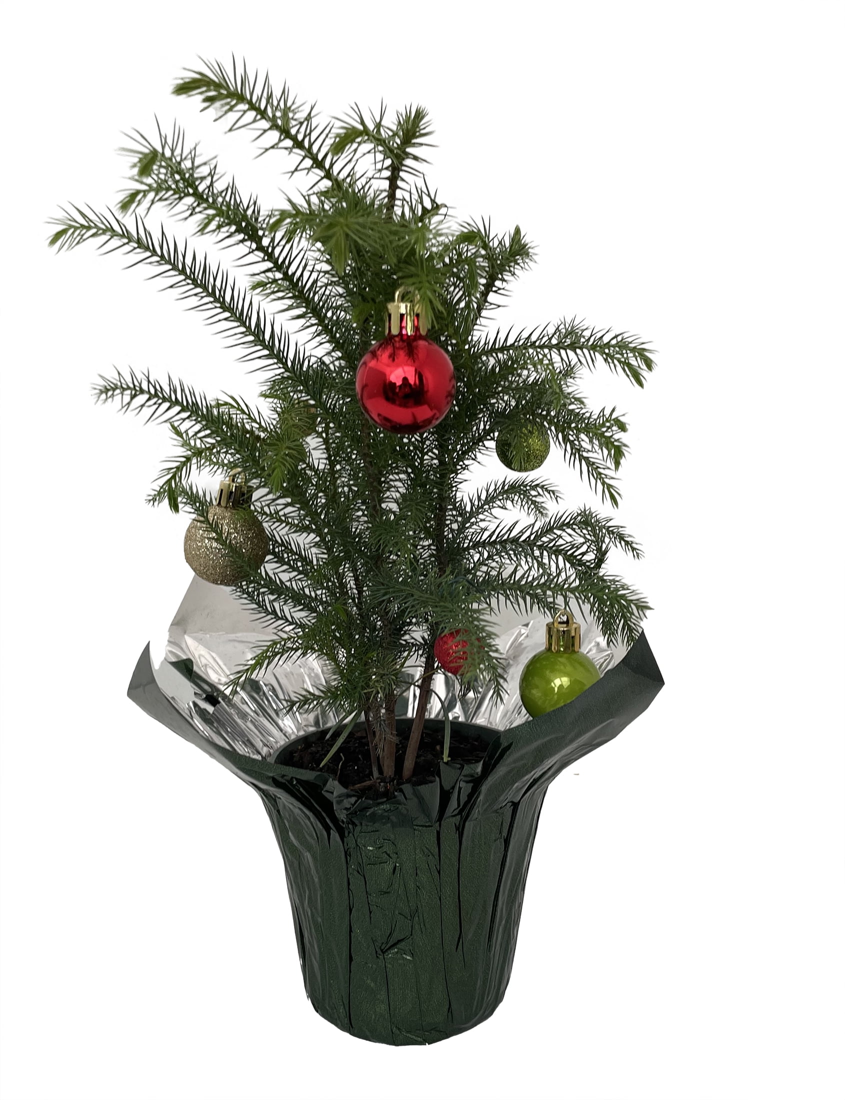 Live Indoor Norfolk Island Pine Tree - Decorative Houseplant in 4" Pot ...