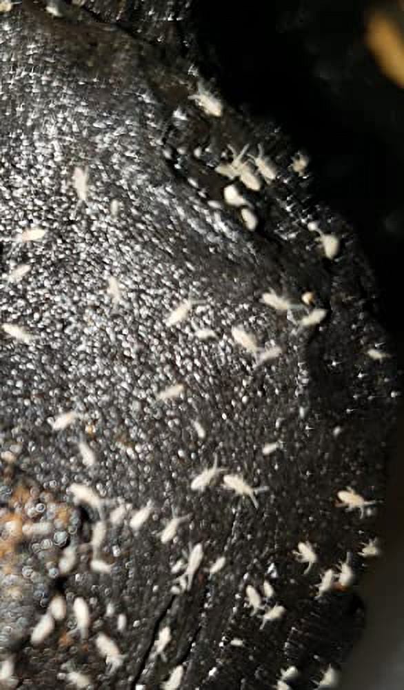 Live Isopod Combo 20 White Out Isopods and Springtail Culture ...