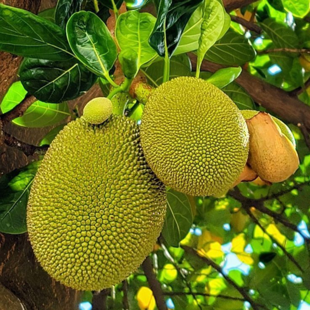 Live Jackfruit Tree, 7-12 Inch Tall, Live Tropical Fruit Tree for ...