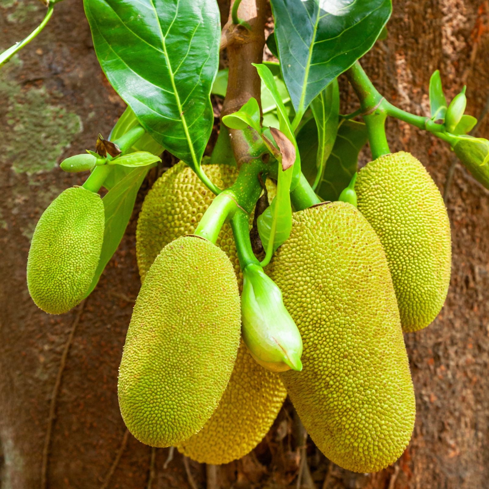 Live Jackfruit Tree, Jack Fruit Plant 7-10 Inch, Well Rooted Tropical ...