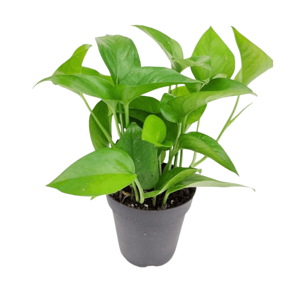 Live Jade Pothos Plant in Pot, 3 - 5 Inches Tall, Perennial Plant for ...