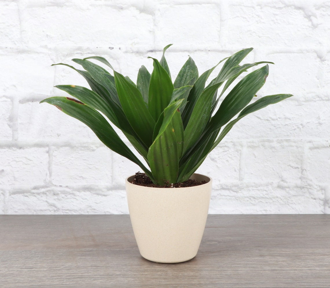 Live Janet Craig Compacta Plant - 4" Biodegradable Pot - Natural ...