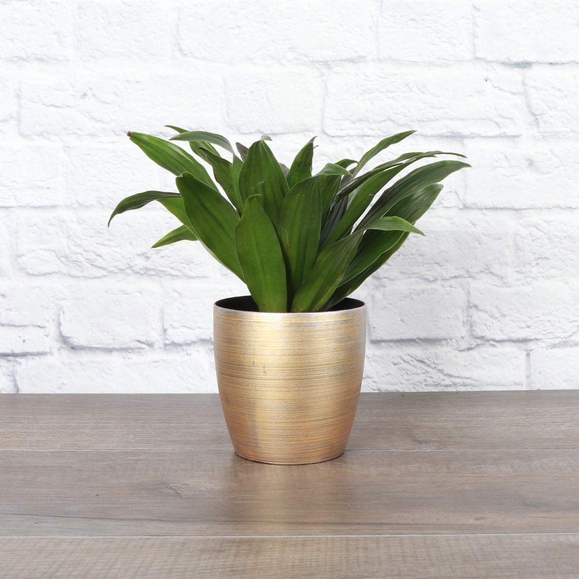 Live Janet Craig Compacta Plant - 4" Decorative Holiday Pot - Walmart.com