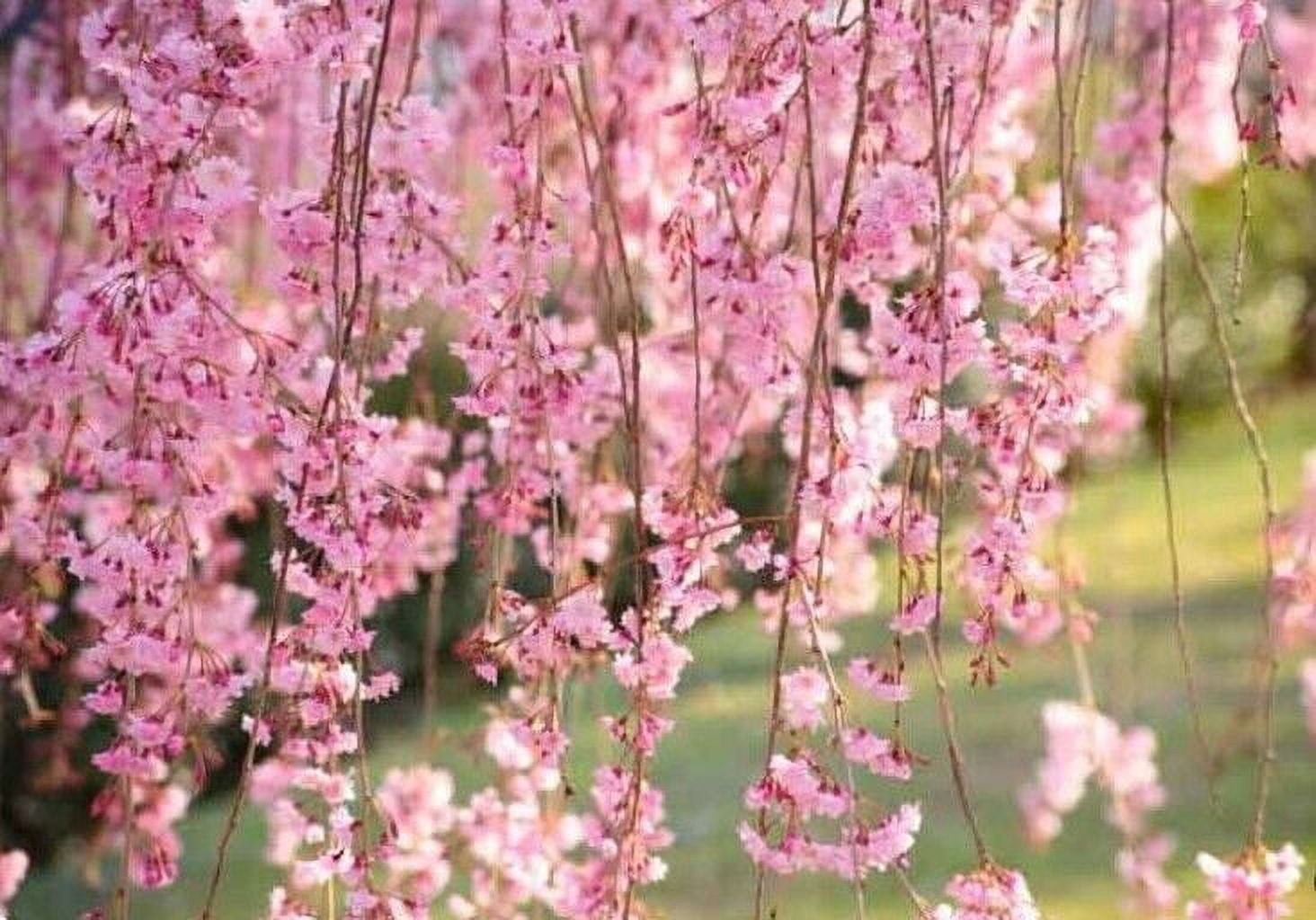 Live Japanese Pink Weeping Cherry Tree Strong Rooted Plants - Walmart.com