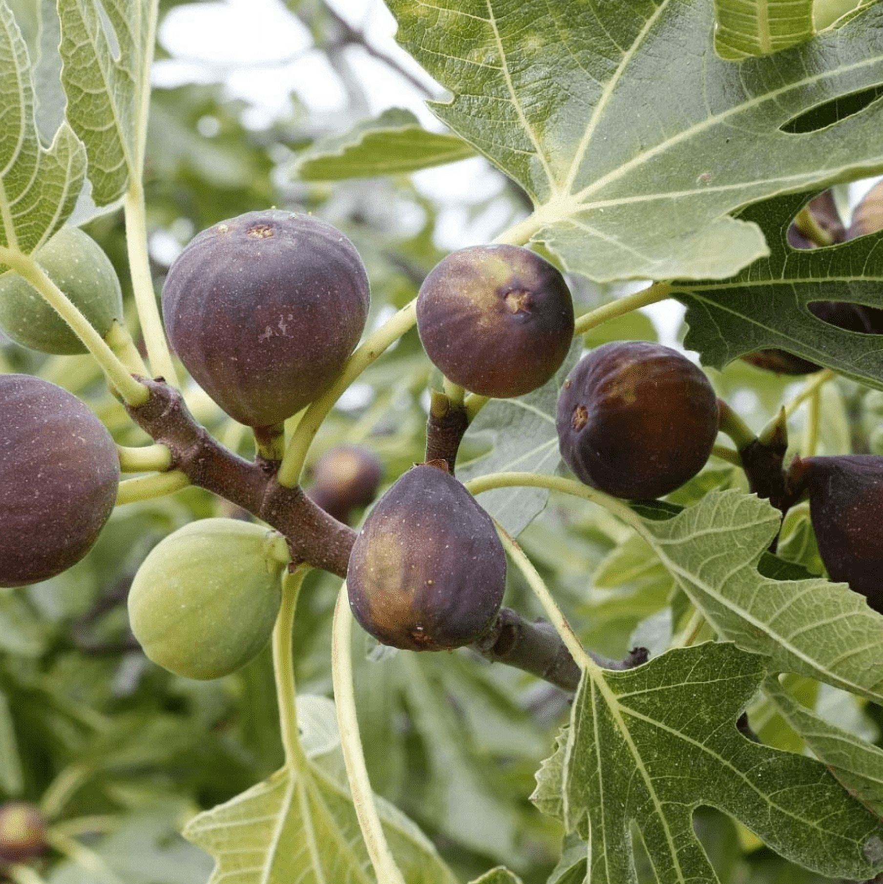 Live Jerusalem Figs Tree Ficus Carica Plant Sweet Figs Tree 5-12 Inch ...