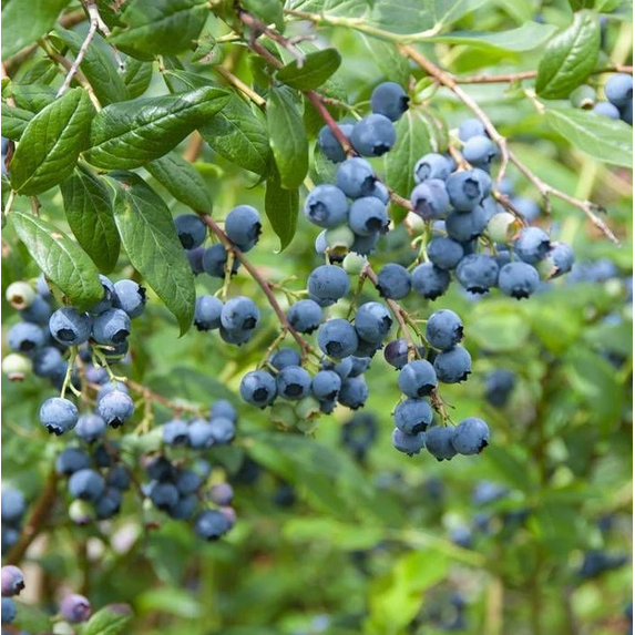 Live Jewel Blueberry Plant Northern Highbush Blueberry Tree Vaccinium ...