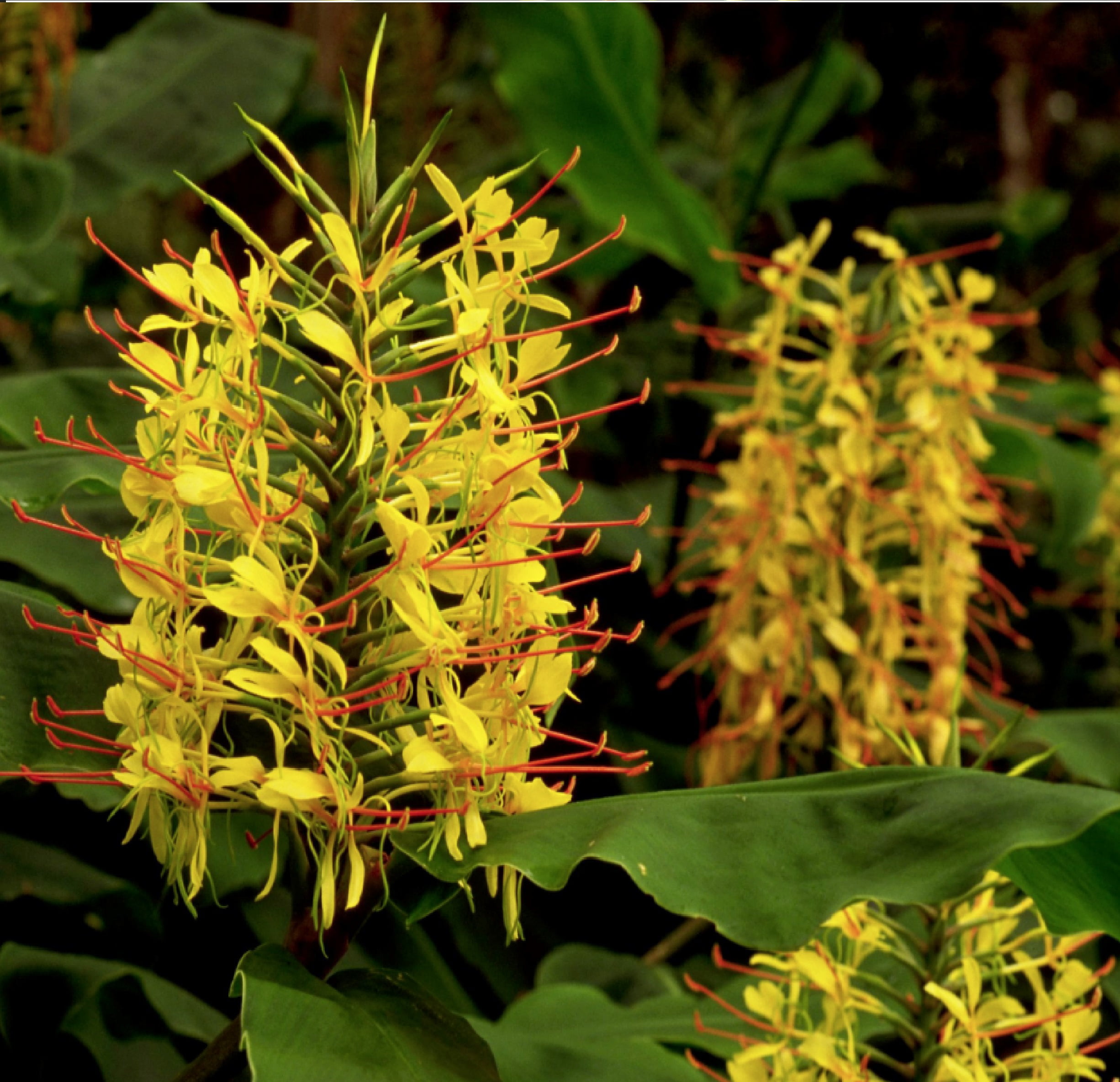 Live Kahili Yellow Ginger Root Rhizome Plant Bulb Hawaiian - 1 Pack ...