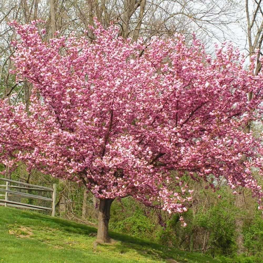 Live Kwanzan Cherry Blossom Tree – 6 to 10 Inch Tall Double Pink Cherry ...