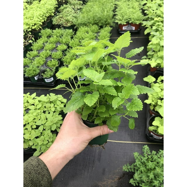Live Lemon Balm Plant in a 4" Pot - Melissa Officinalis Plants Ready ...