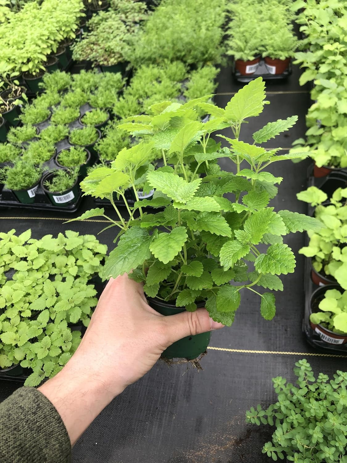 Live Lemon Balm Plant in a 4" Pot - Melissa Officinalis Plants Ready ...